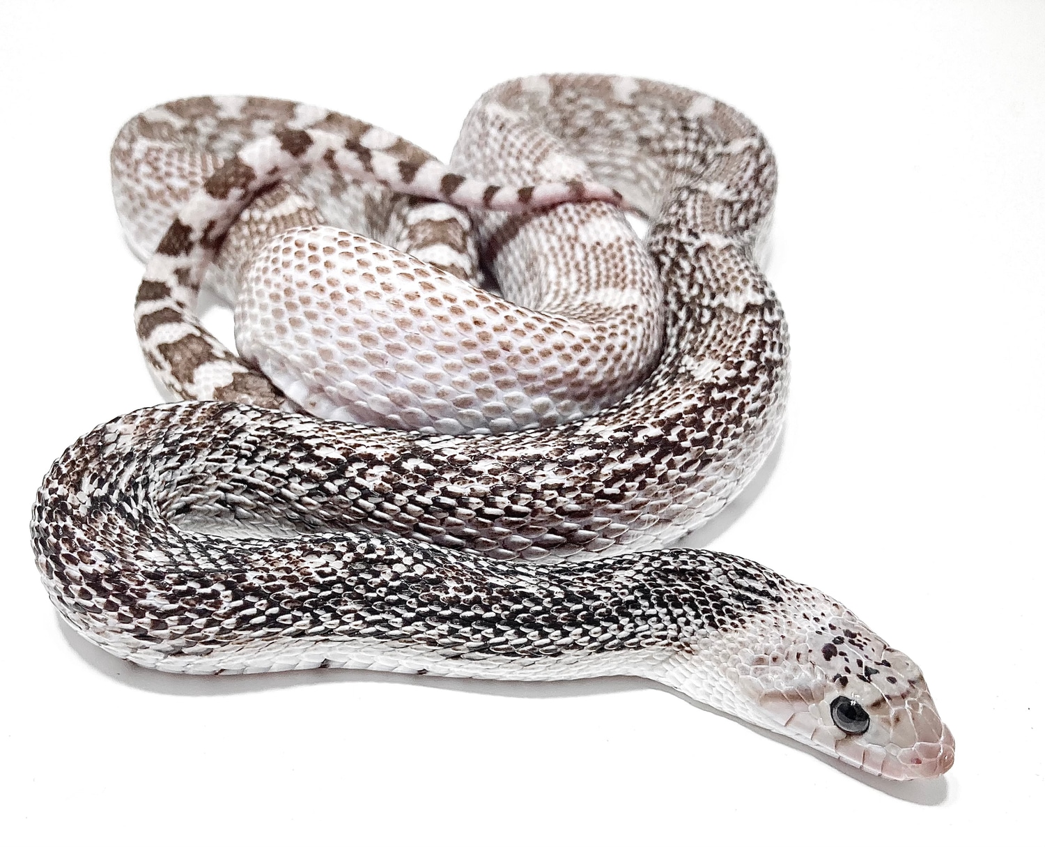 Axanthic Het Blizzard Gopher Snake by Hudson River Reptiles - MorphMarket