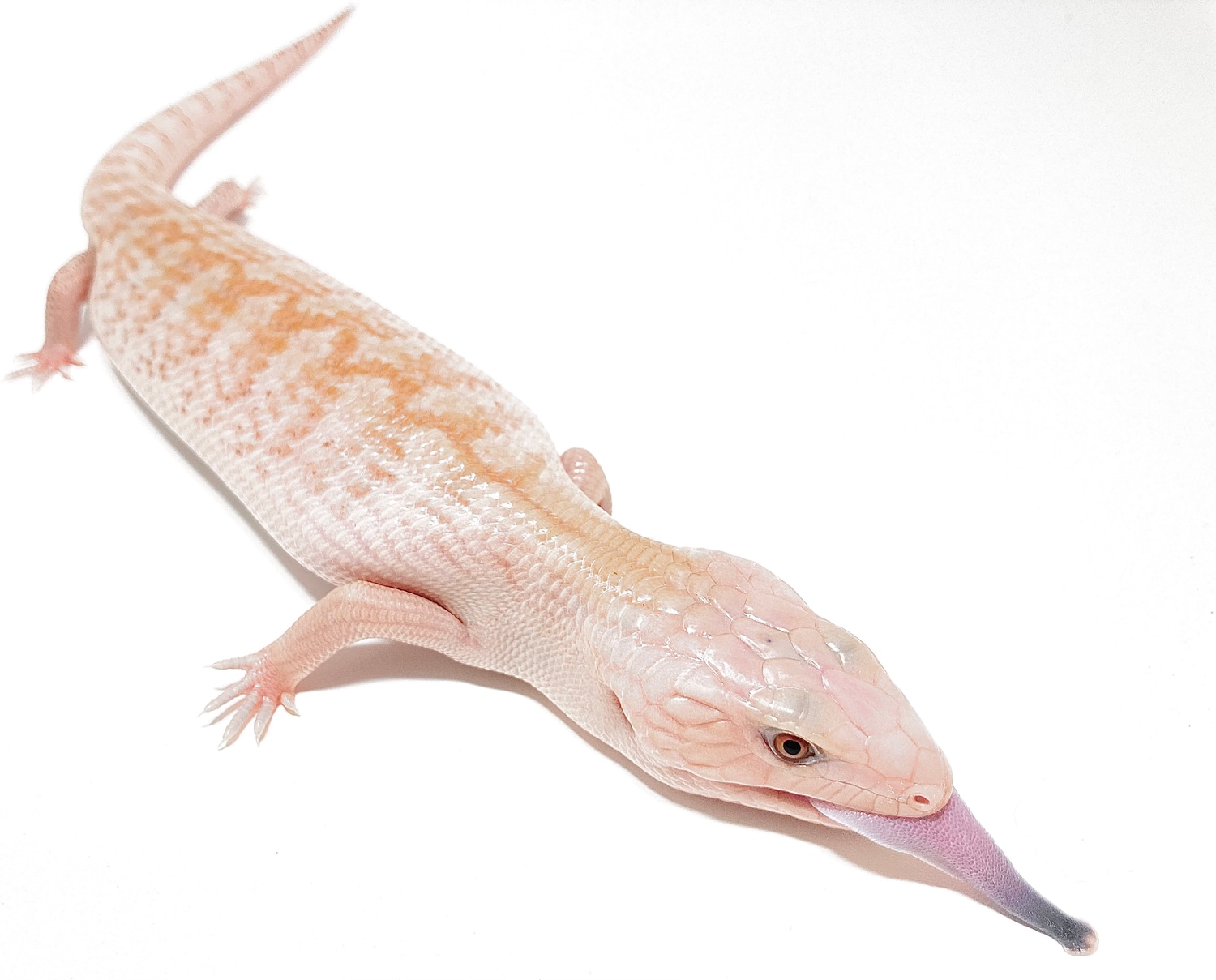 Hi-Orange Ivory Northern Blue-Tongued Skink by Hudson River Reptiles ...