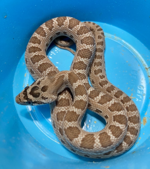 Royal Rat Snake Other Rat Snake by Hudson River Reptiles