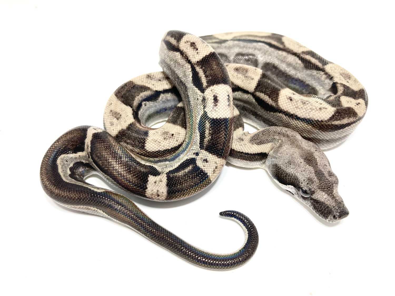 Anery Motley Boa Constrictor by Hudson River Reptiles - MorphMarket