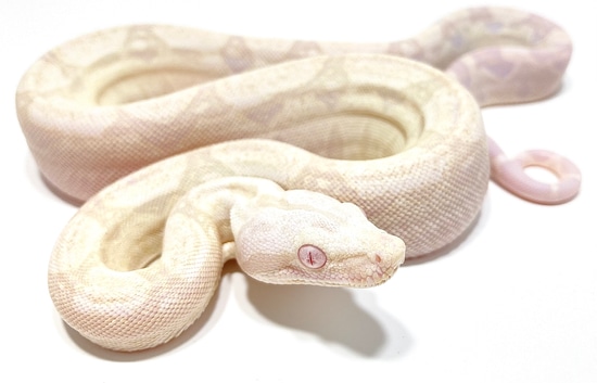 Snow Boa Constrictor by Hudson River Reptiles