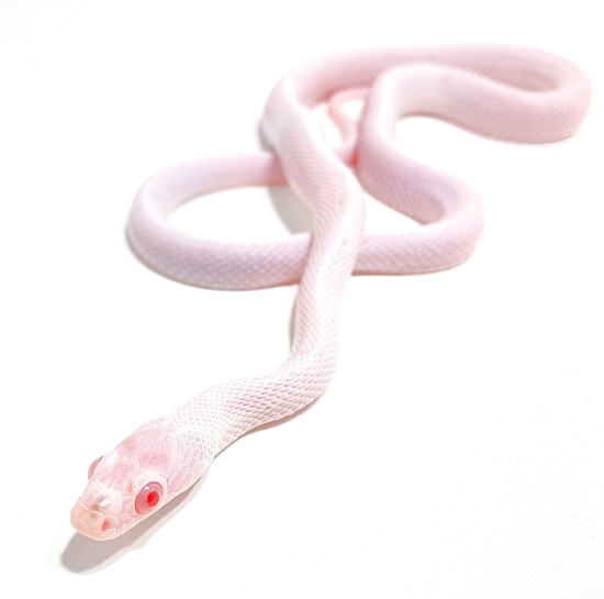 Opal Palmetto Corn Snake by Hudson River Reptiles
