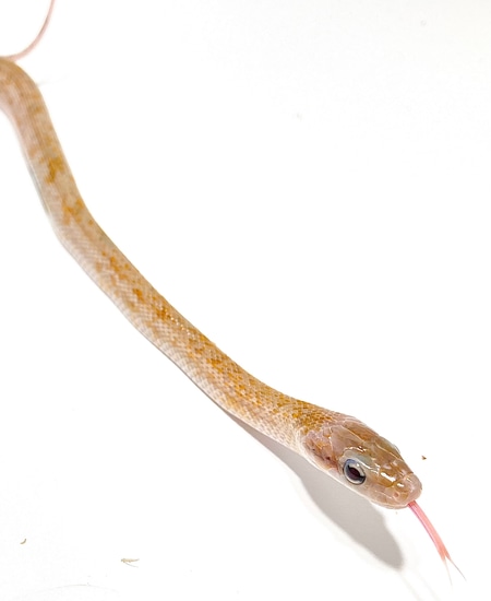 Calico Het Hypo Beauty Rat Snake by Hudson River Reptiles