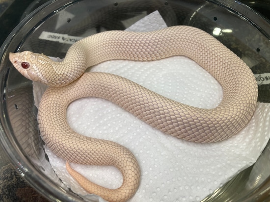 Super Conda Snow Western Hognose by Hudson River Reptiles