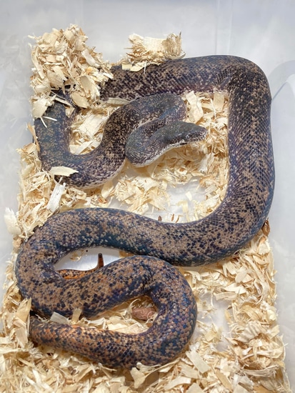 High Orange Adult Female Savu More Python by Hudson River Reptiles