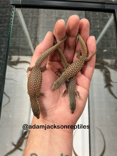 Yellow Ackies Ackie Monitor by Adam Jackson Reptiles