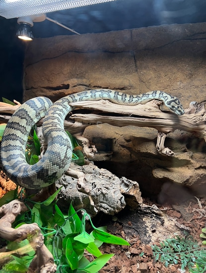 Red Jag. Coastal Carpet Python by Adam Jackson Reptiles