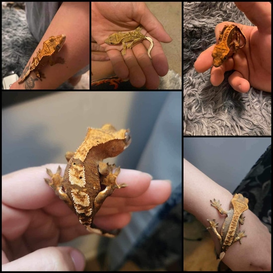 5 Crested Geckos by K&D tennessee exotics