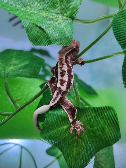 Frappuccino Crested Gecko by K&D tennessee exotics