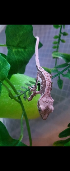 Lilly White Crested Gecko by K&D tennessee exotics
