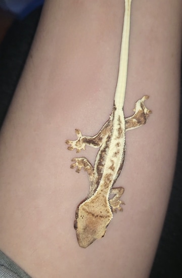 Frappuccino Crested Gecko by K&D tennessee exotics