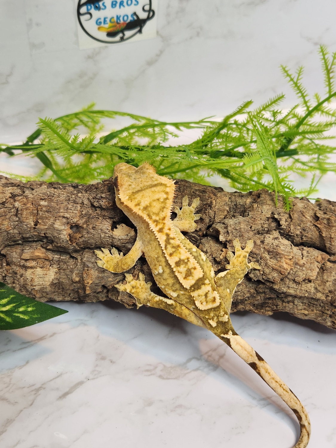 Yellow Harlequin Crested Gecko by Dos Bros Geckos - MorphMarket