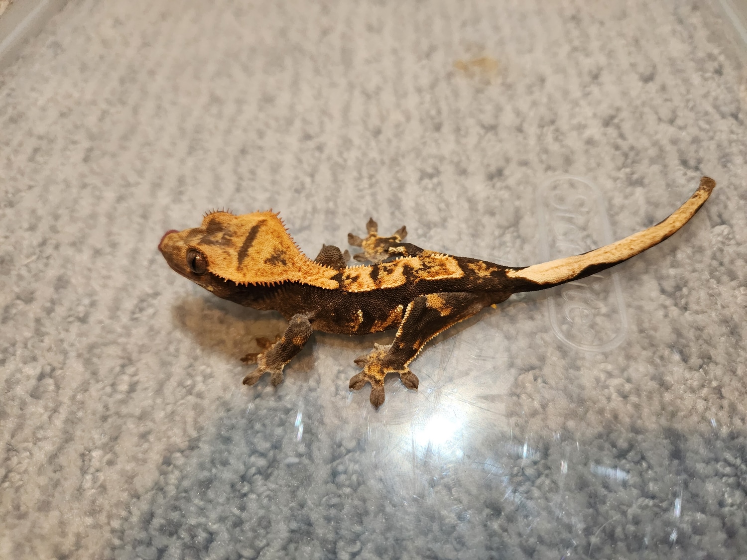 Partial Pin Harlequin Crested Gecko by Dos Bros Geckos - MorphMarket