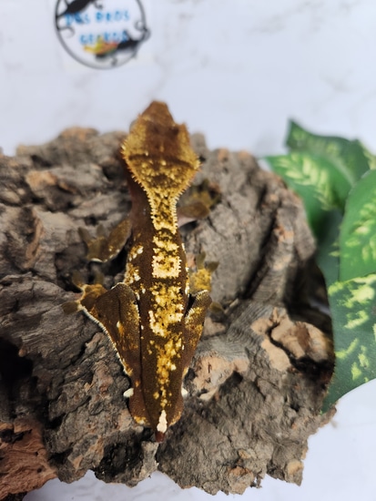 DEEP RED Base Harlequin Dalmation Crested Gecko by Dos Bros Geckos