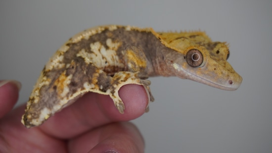 Lavender Crested Gecko by Lychees Reptiles