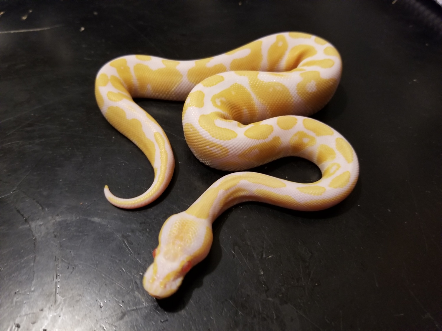 Albino Ball Python by Just A Guy With Snakes - MorphMarket