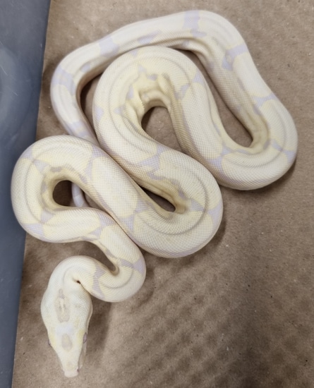 Arabesque Moonglow Boa Boa Constrictor by All About Boas