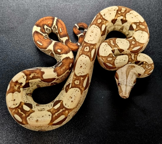 VPI T+ 50% Het Anery Boa Boa Constrictor by All About Boas