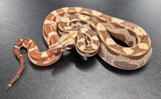 Hypo Inca 66% Poss Het BWC Boa Constrictor by All About Boas