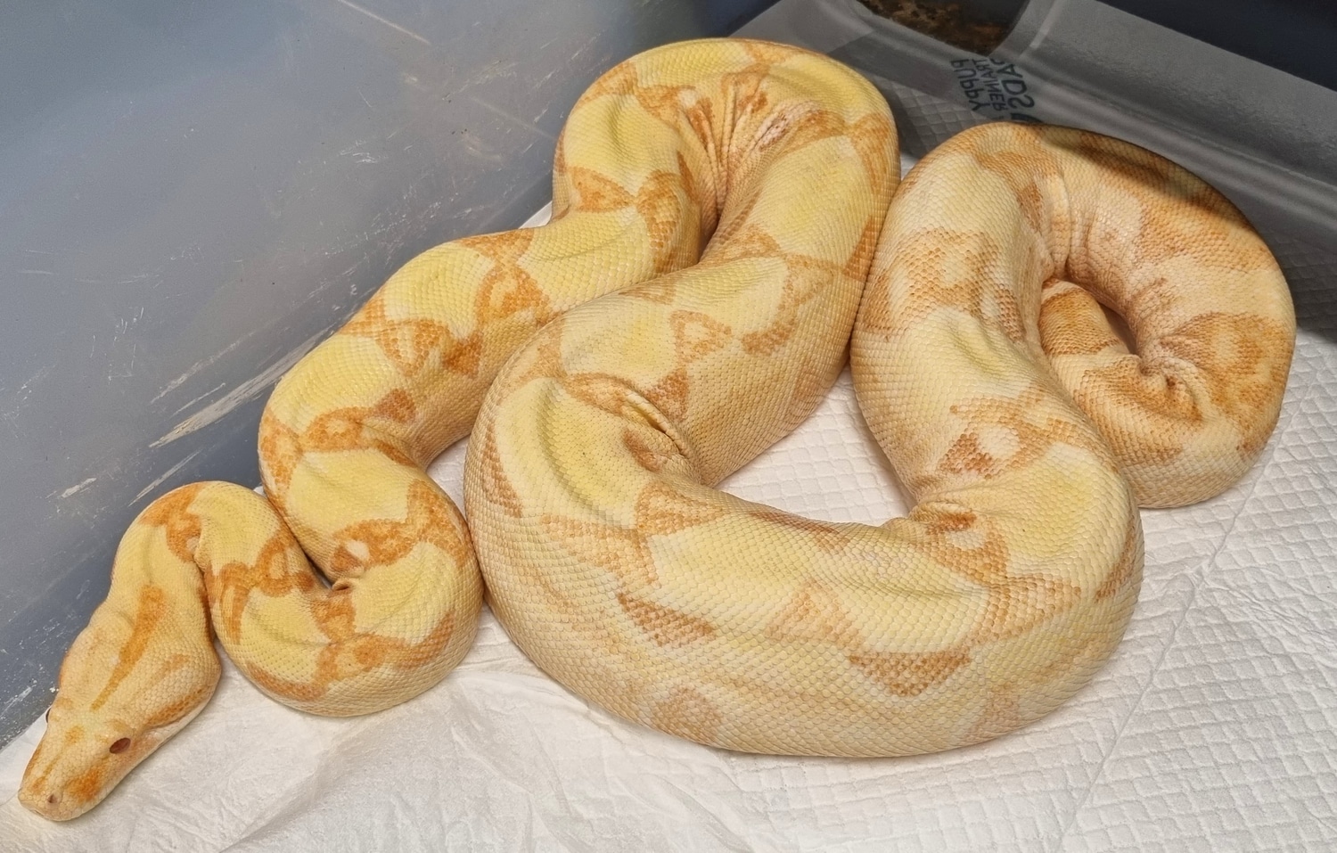 Kahl Sunglow Boa Constrictor by All About Boas - MorphMarket
