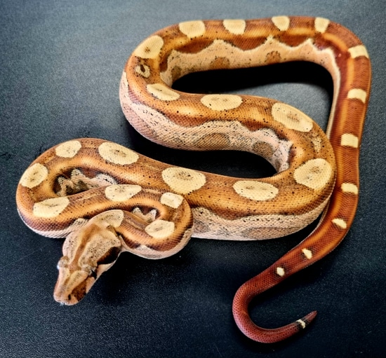 Paradigm Or BWC Inca Boa Constrictor by All About Boas