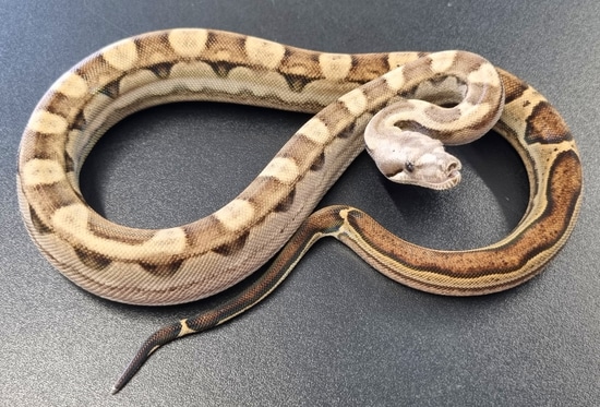 Motley DH Fire Opal Boa Constrictor by All About Boas