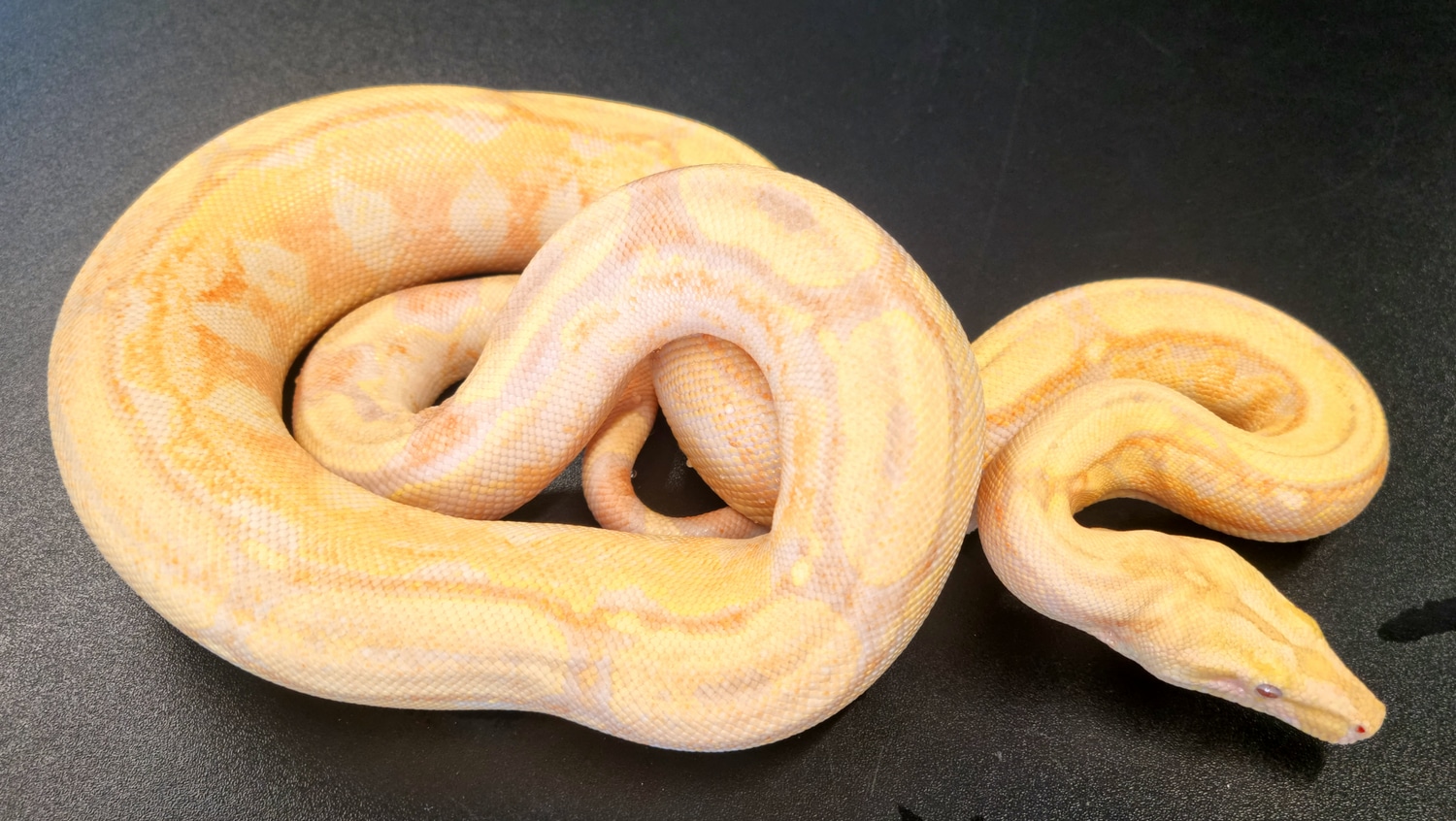 Holdback Kahl Sunglow Arabesque Het Anery Boa Constrictor by All About ...