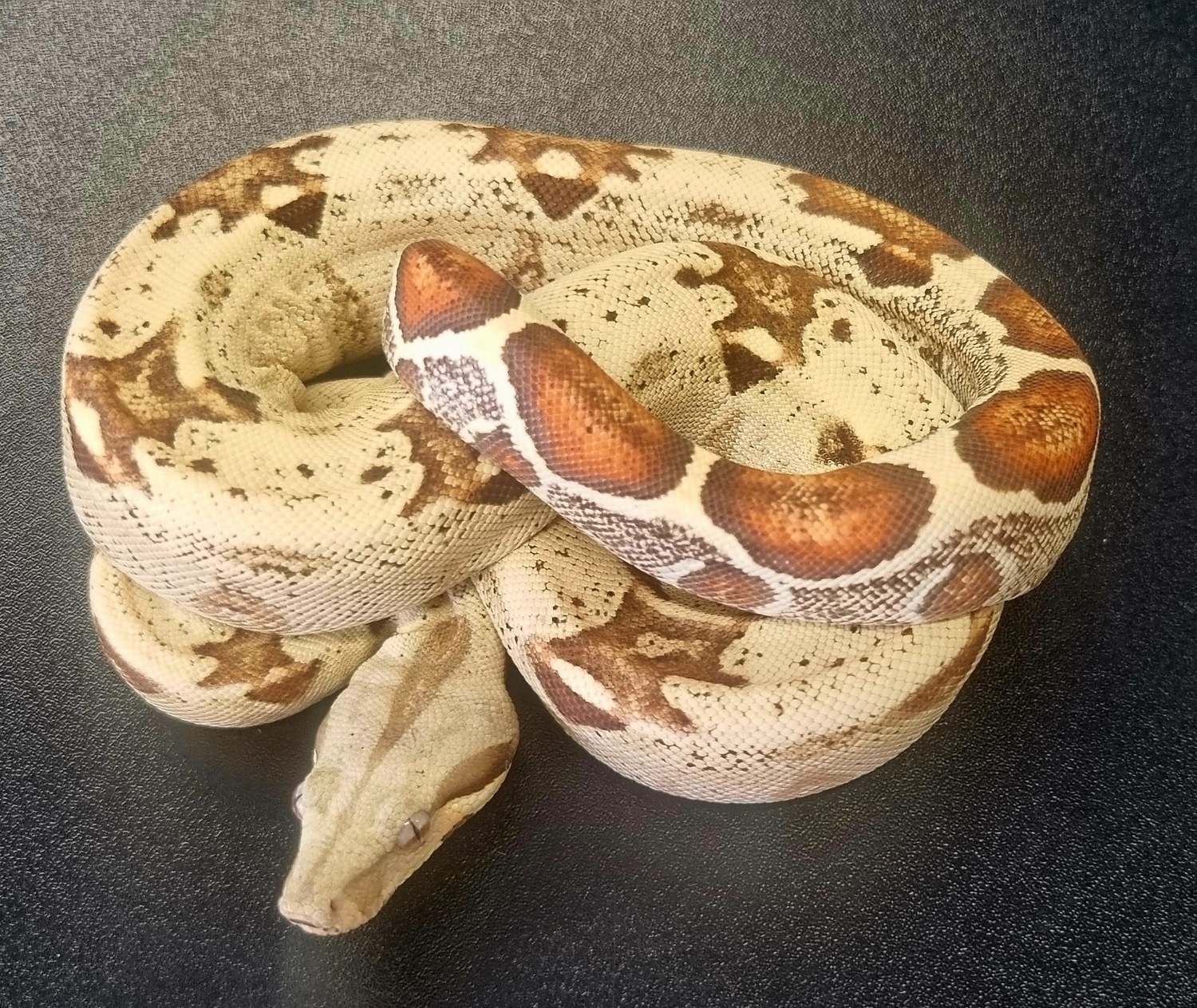 VPI T+ 50% Poss Het Anery Boa Constrictor by All About Boas - MorphMarket