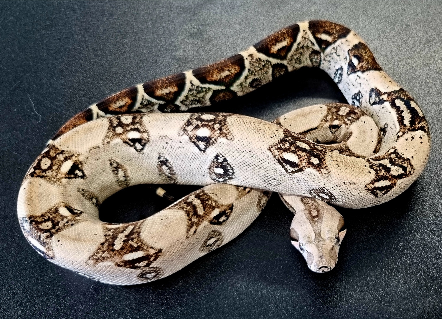 Normal 100% Het Leopard 66% Het Kahl Albino Boa Constrictor by All ...