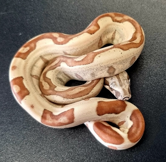 Hypo Jungle 100% DH VPI Snow Boa Constrictor by All About Boas
