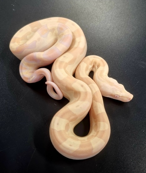 Kahl Albino Motley Boa Constrictor by All About Boas