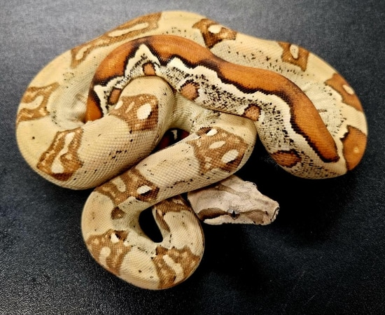 Jungle 100% DH VPI Snow Boa Constrictor by All About Boas