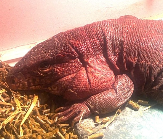Red Tegu Argentine Tegus by All About Boas