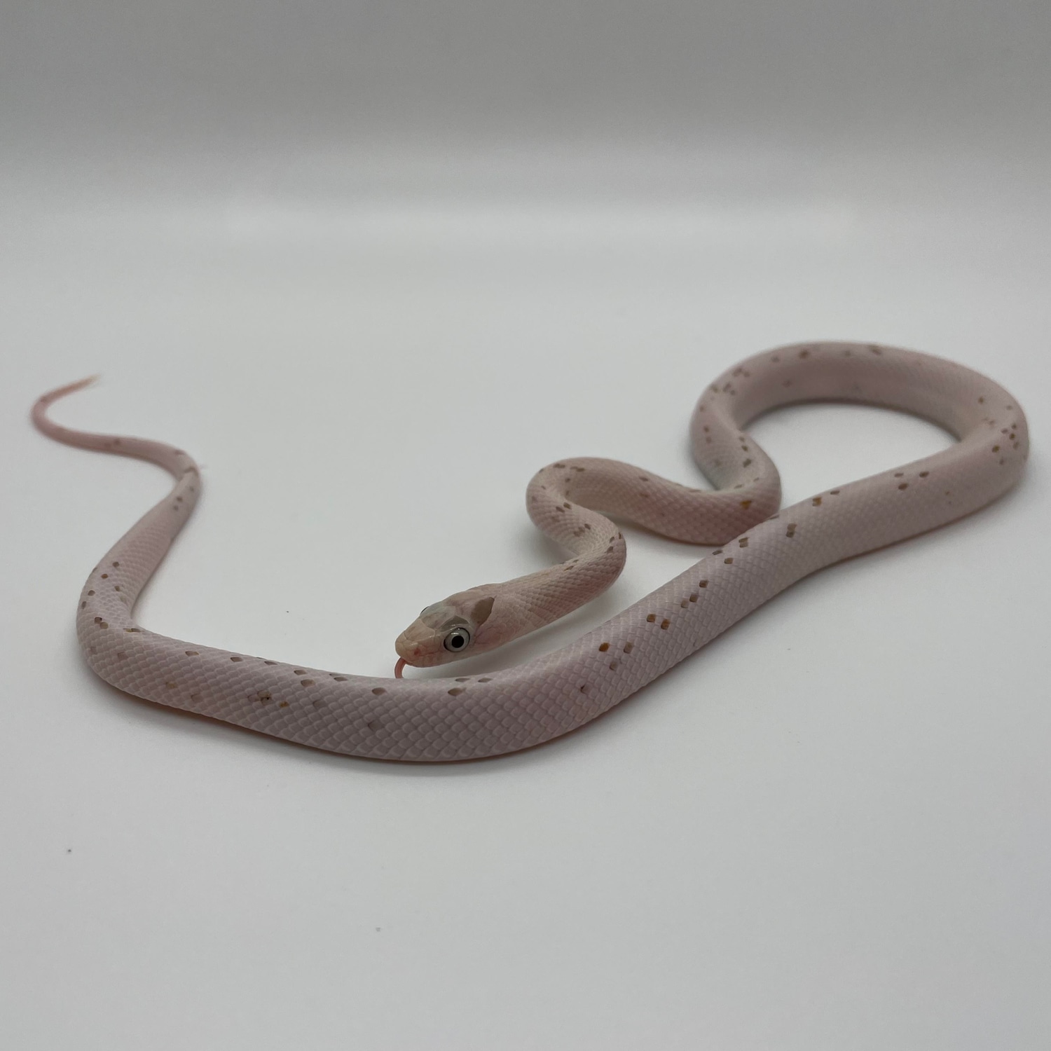 Palmetto Corn Snake by CC Reptiles - MorphMarket