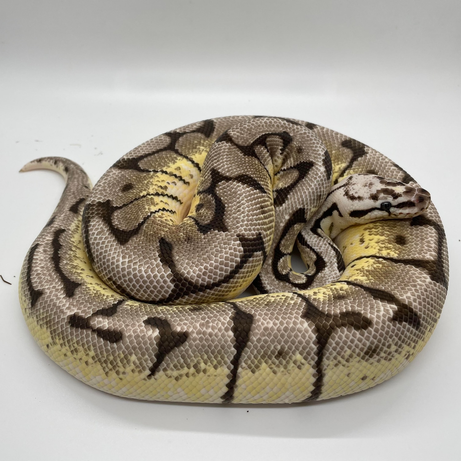 VPI Axanthic Bumblebee Ball Python by CC Reptiles - MorphMarket