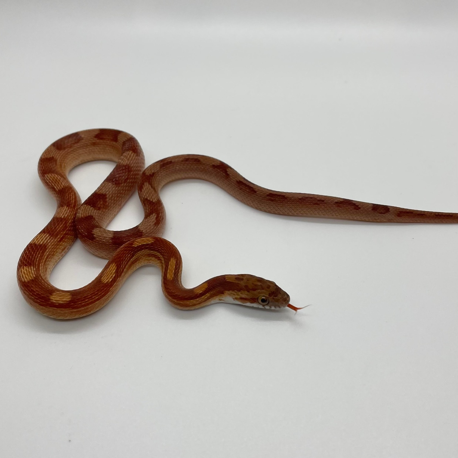 Diffused Het Palmetto Corn Snake by CC Reptiles - MorphMarket