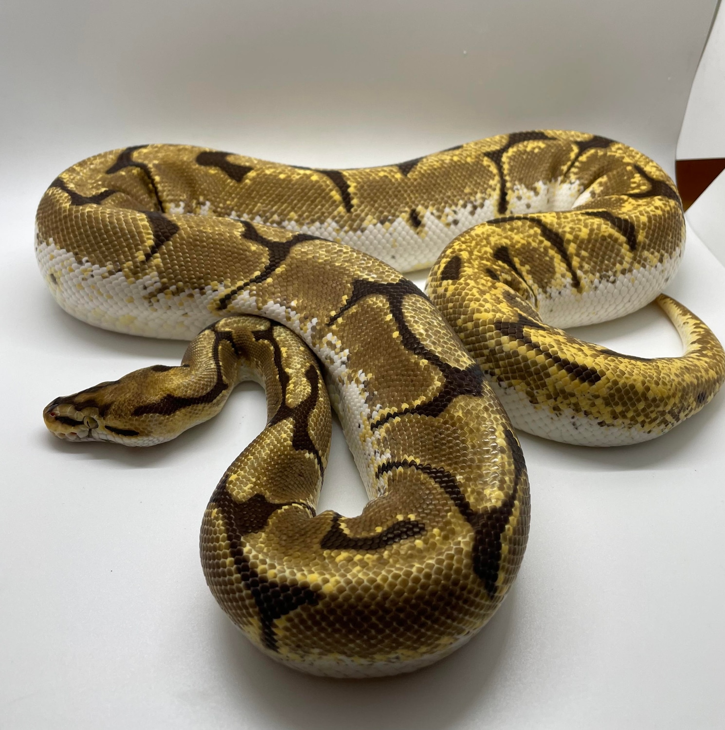 Orange Dream Spider Ball Python by CC Reptiles - MorphMarket