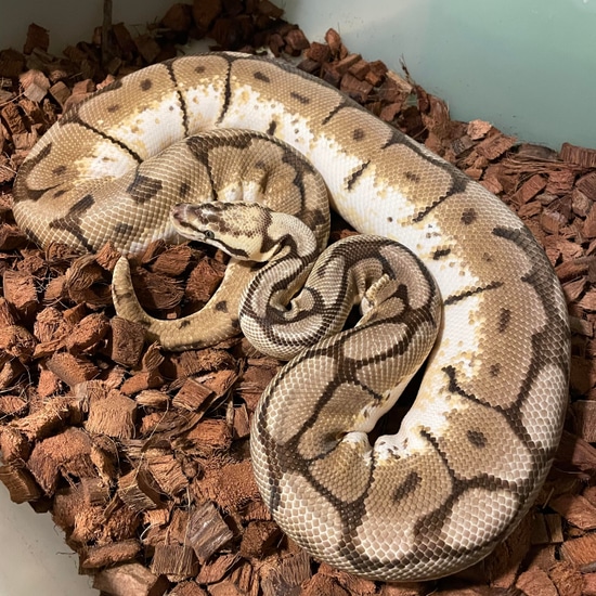 Bumblebee Het VPI Axanthic Ball Python by CC Reptiles