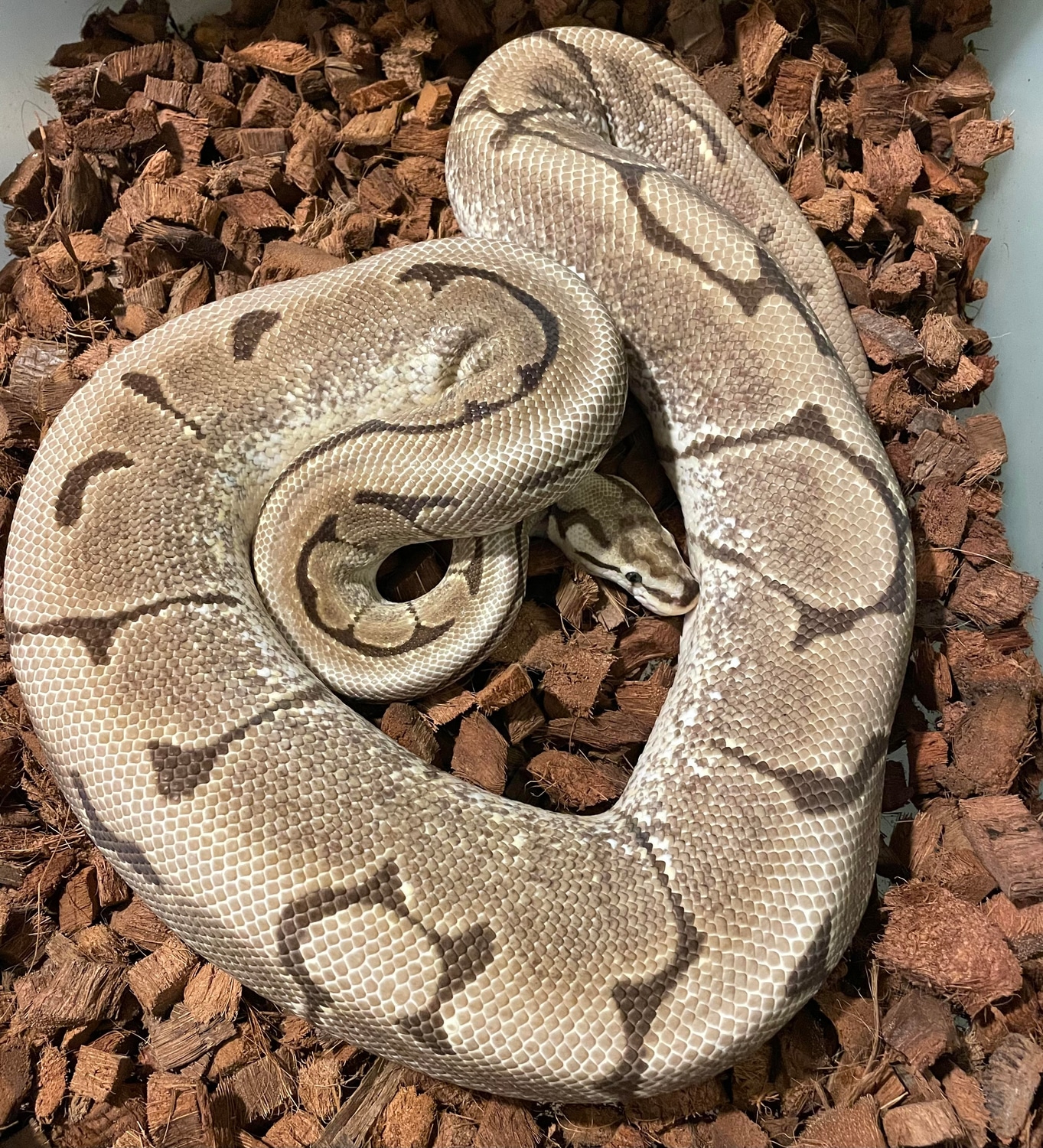 Fire Spider Het VPI Axanthic Ball Python by CC Reptiles - MorphMarket