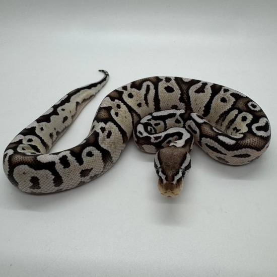 Pastel VPI Axanthic Ball Python by CC Reptiles