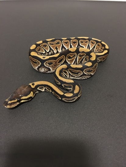 Russo Het Leucistic Ball Python by ARW Reptiles