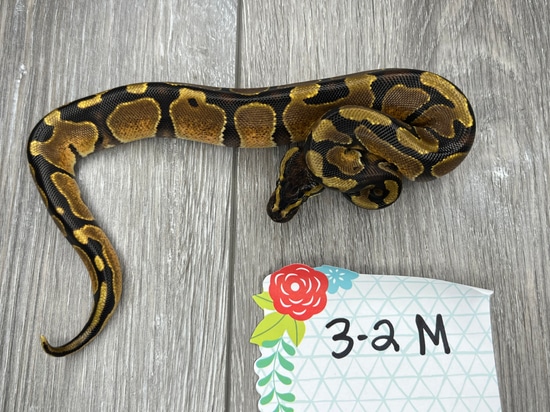 Pos Yb/gravel Ball Python by Black Smoke Reptiles