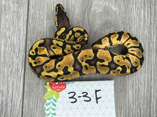 Pastel Pos Yb/gravel Ball Python by Black Smoke Reptiles