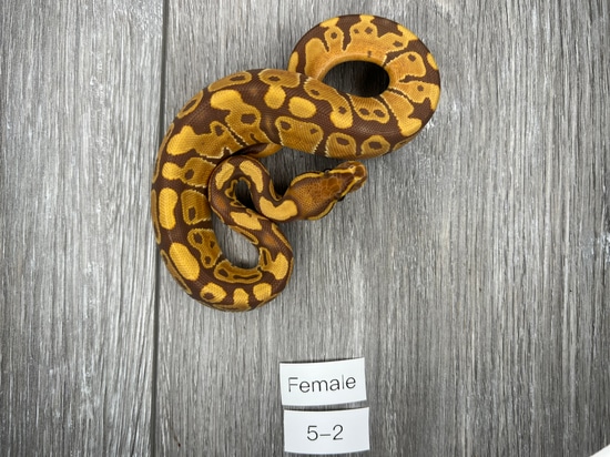 Ultramel Ball Python by Black Smoke Reptiles