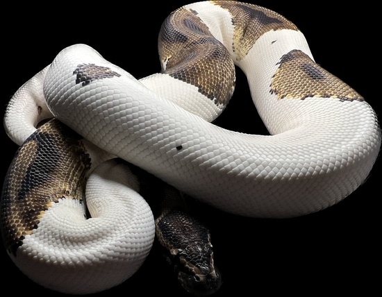Pied Ball Python by Black Smoke Reptiles