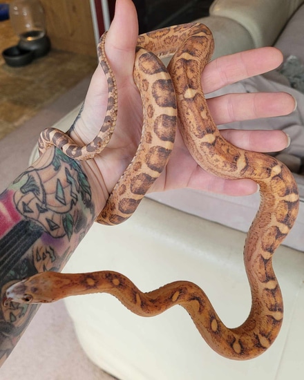 2019 Scaleless Male Het Hypo Pos Het Lavender Corn Snake by Reptible Love