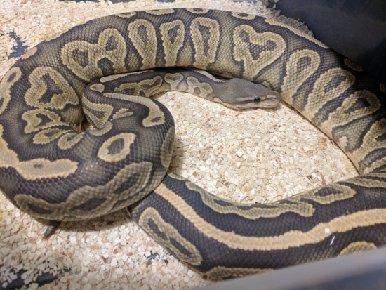Cinnamon Ghost Ball Python by Semper Reptiles