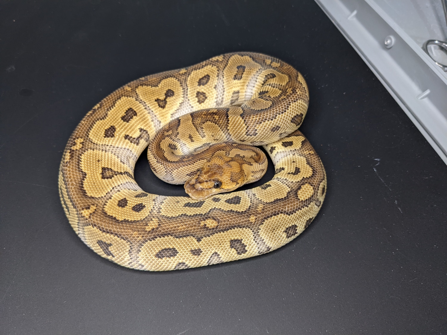 Red Stripe Clown Ball Python by Semper Reptiles - MorphMarket