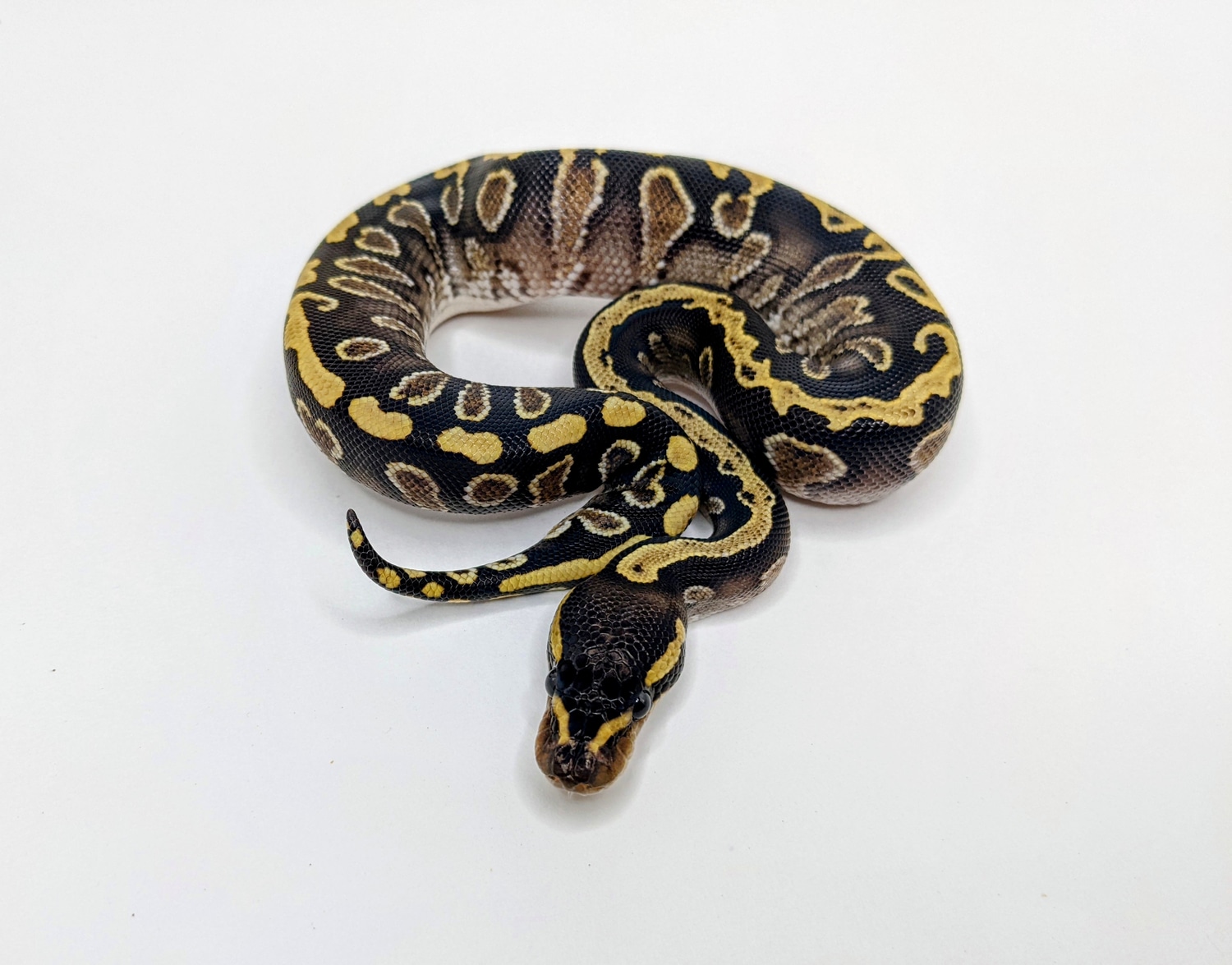 GHI Cypress Het Hypo Ball Python by Semper Reptiles - MorphMarket