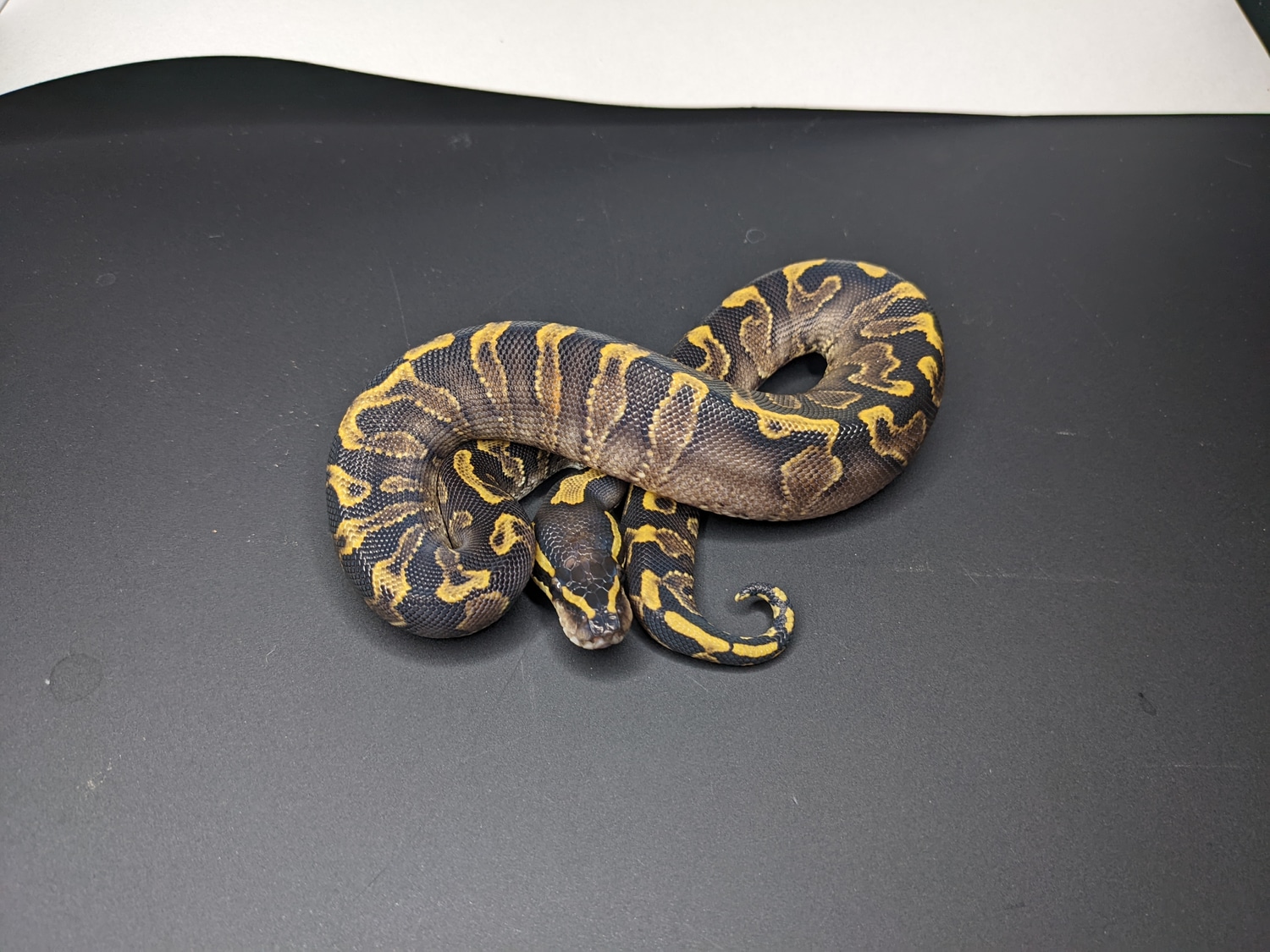 GHI Yellowbelly Het Hypo Ball Python by Semper Reptiles - MorphMarket